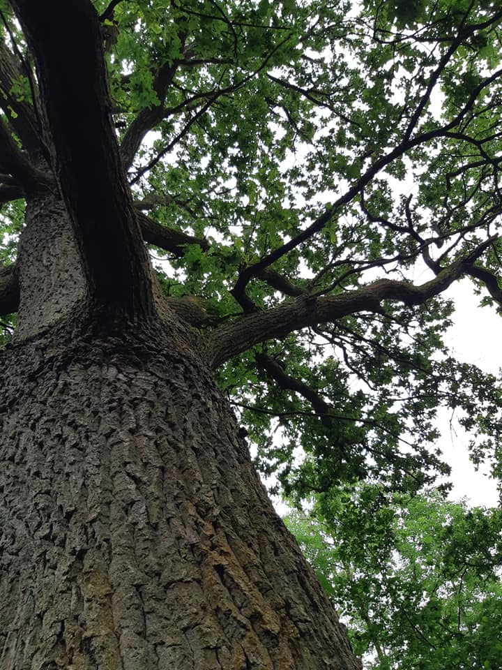 SHIELD TREE WOOD – BEING Outdoors CIC