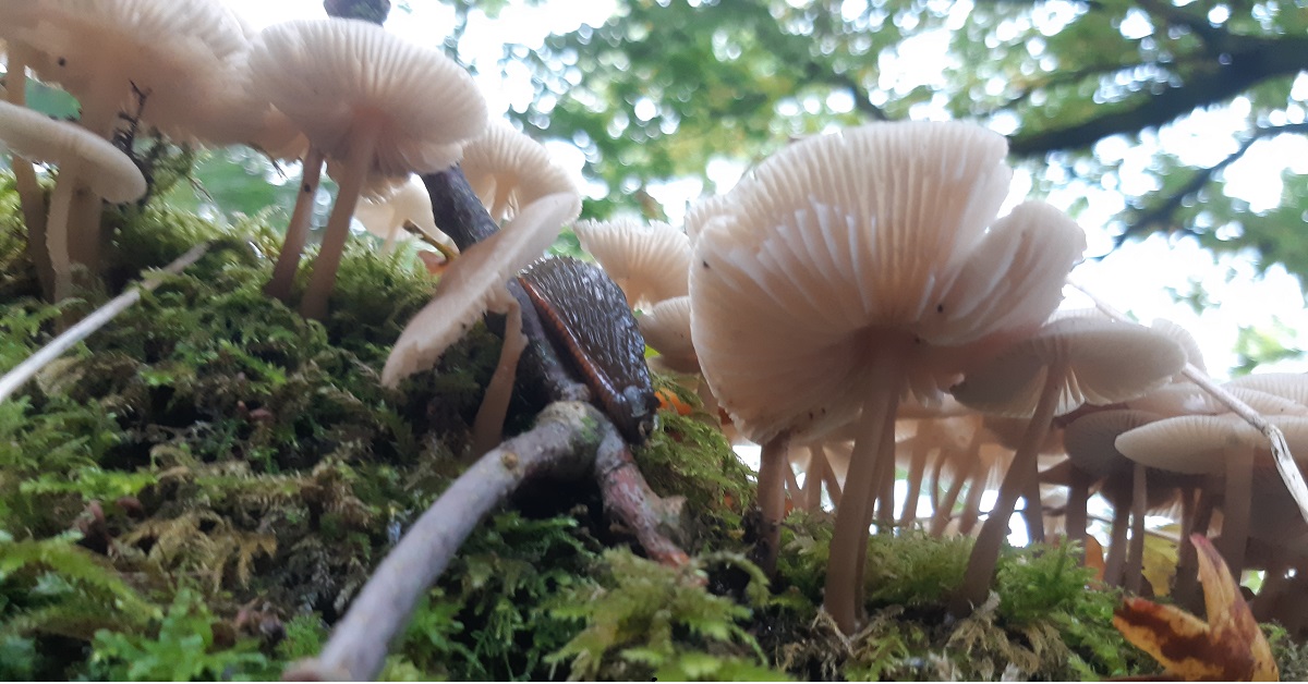BEING FREE – BEING Outdoors CIC